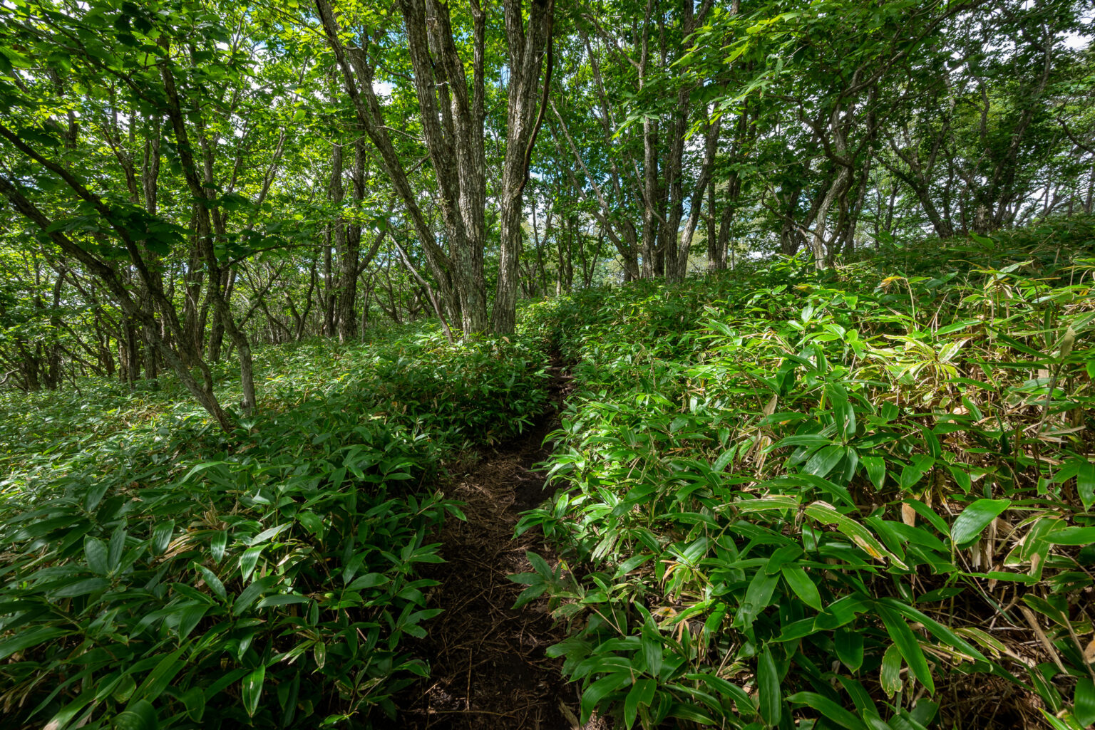 日帰り登山｜霧ヶ峰（車山）登山初心者におすすめ - ALOHA100-新築デザイン住宅